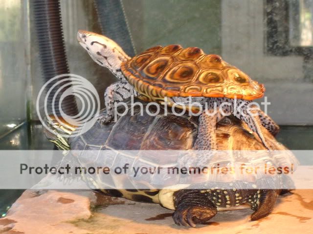 female sinking floating dock - Habitats and Equipment - Turtle Forum