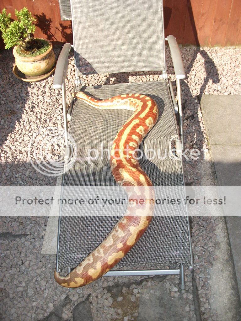 Big Blood python sunbathing! | Reptile Forums