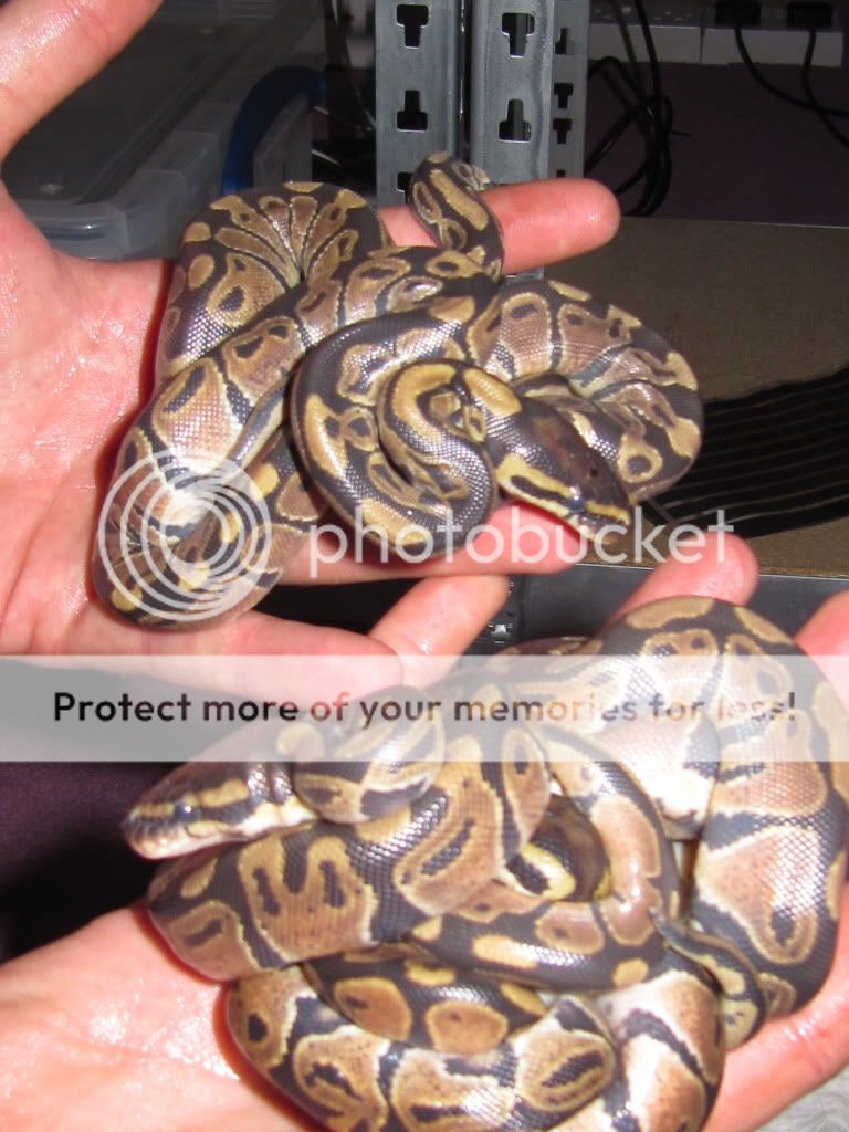 First clutch this year! | Reptile Forums