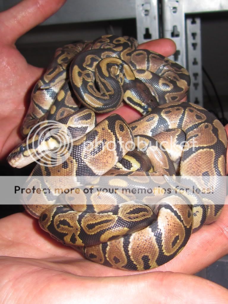 First clutch this year! | Reptile Forums