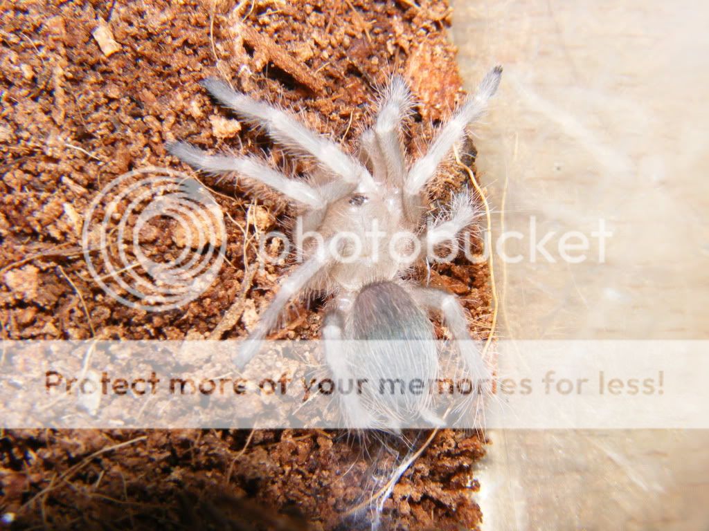 N Tripepii | Reptile Forums