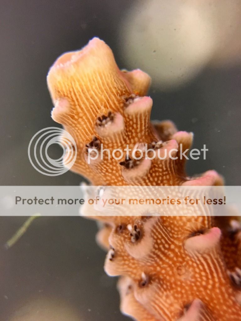 AEFW or red bugs on mille? Video/pics inside | REEF2REEF Saltwater and ...