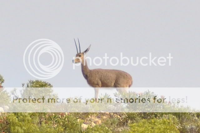 n Mooi Ribbok - JARACAL